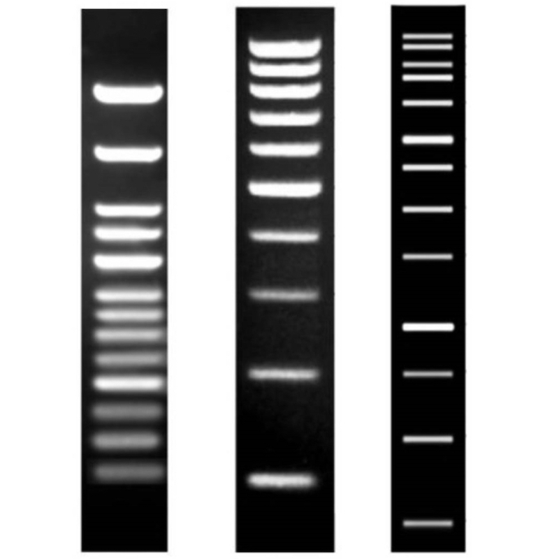 Types Of Dna Ladders at Della Harding blog