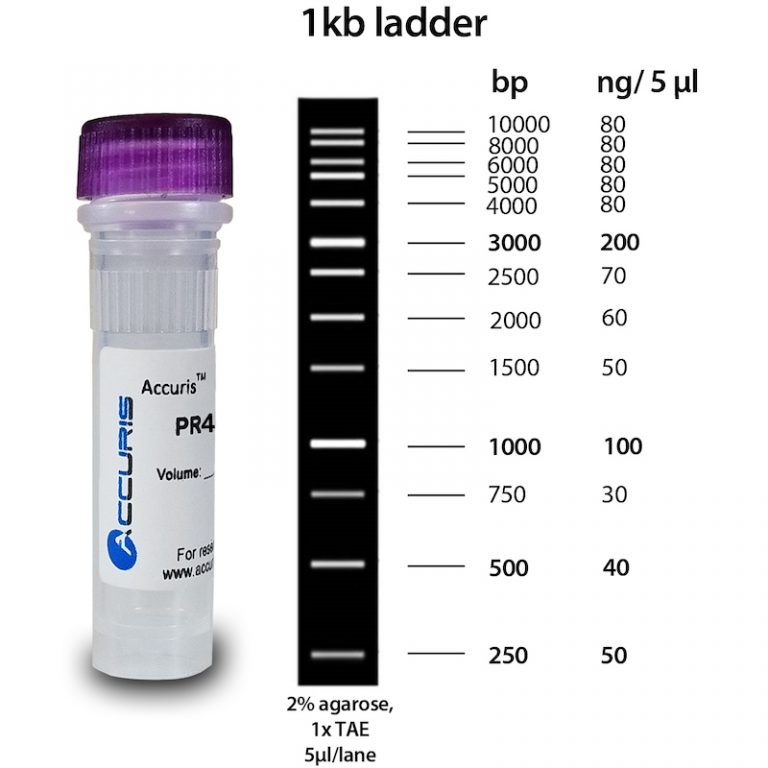 Accuris SmartCheck 1 kb DNA Ladder ⋆ Morganville Scientific