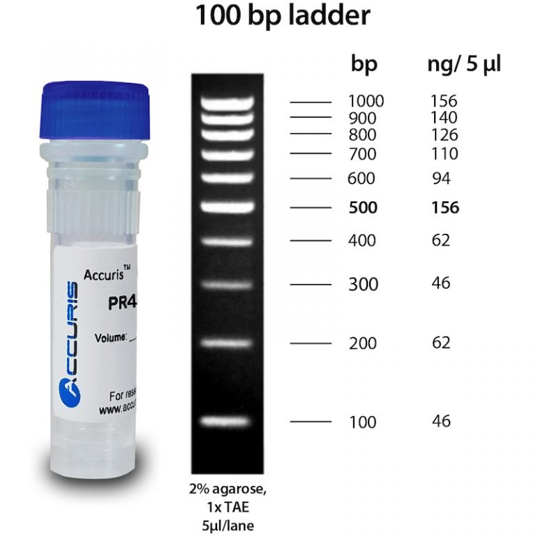 Accuris SmartCheck 100 bp DNA Ladder ⋆ Morganville Scientific